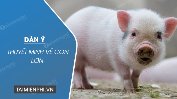 Bản Kế Hoạch Thuyết Minh về Con Lợn, Đầy Đủ và Chi Tiết