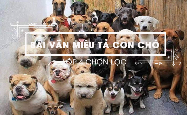 Bài văn tả con chó lớp 4 - Tuyển chọn những điều đặc sắc