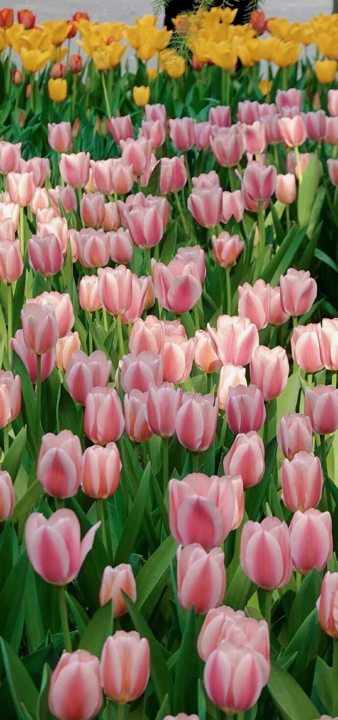 Khám phá vẻ đẹp tuyệt vời của hoa Tulip trên điện thoại của bạn