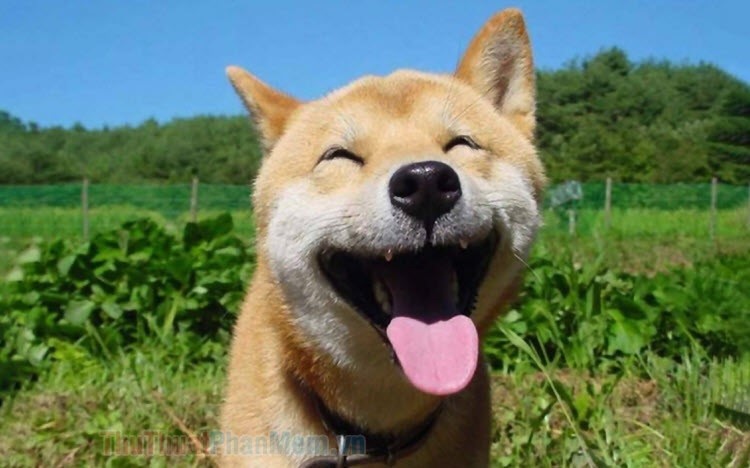 Chó cười vui vẻ