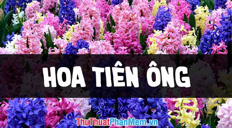 Bộ sưu tập hình ảnh hoa tiên ông tuyệt vời