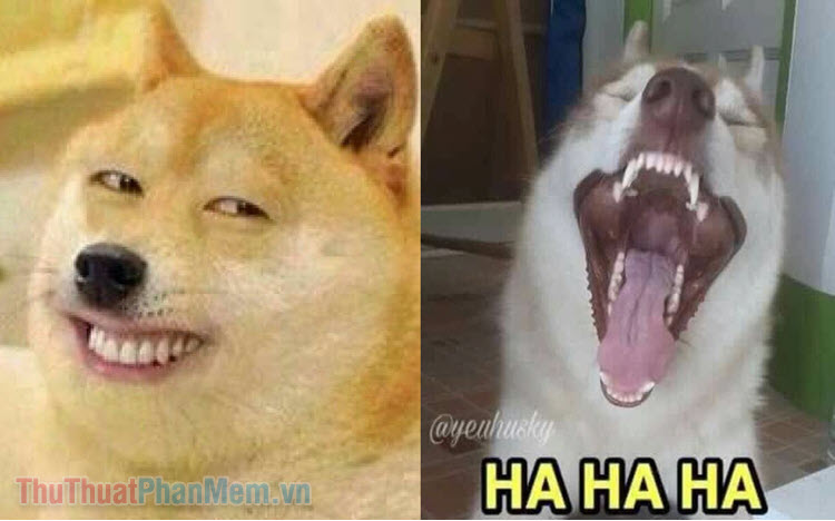 Những Meme Chó Đỉnh Cao Đem Lại Tiếng Cười Bất Tận