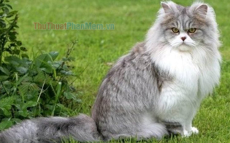 Danh sách tuyển chọn 10 Giống mèo cảnh giá rẻ dưới 1 triệu đồng hấp dẫn ...