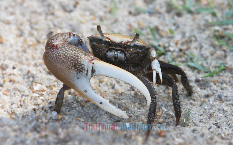 Bức tranh tinh tế: Hình ảnh đẹp của loài cua