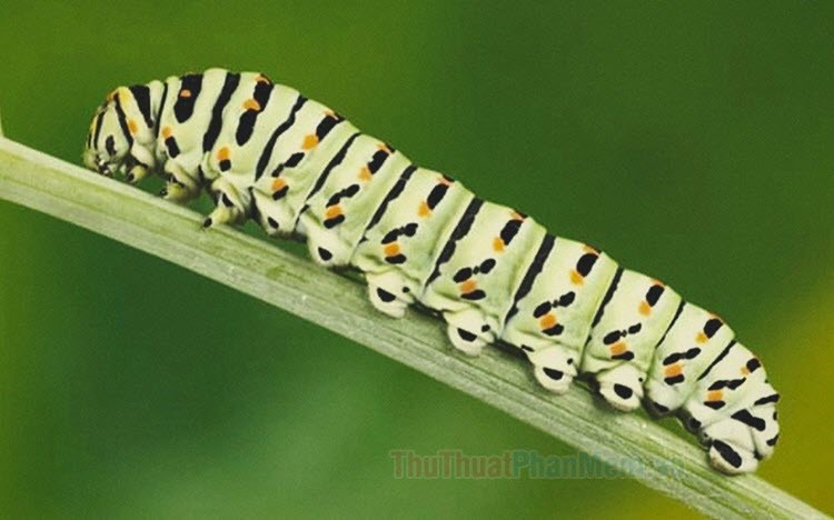 Bức tranh tuyệt vời về con sâu