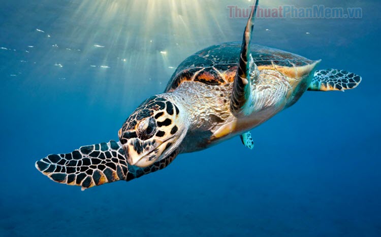 Những bức ảnh tuyệt vời về chú rùa