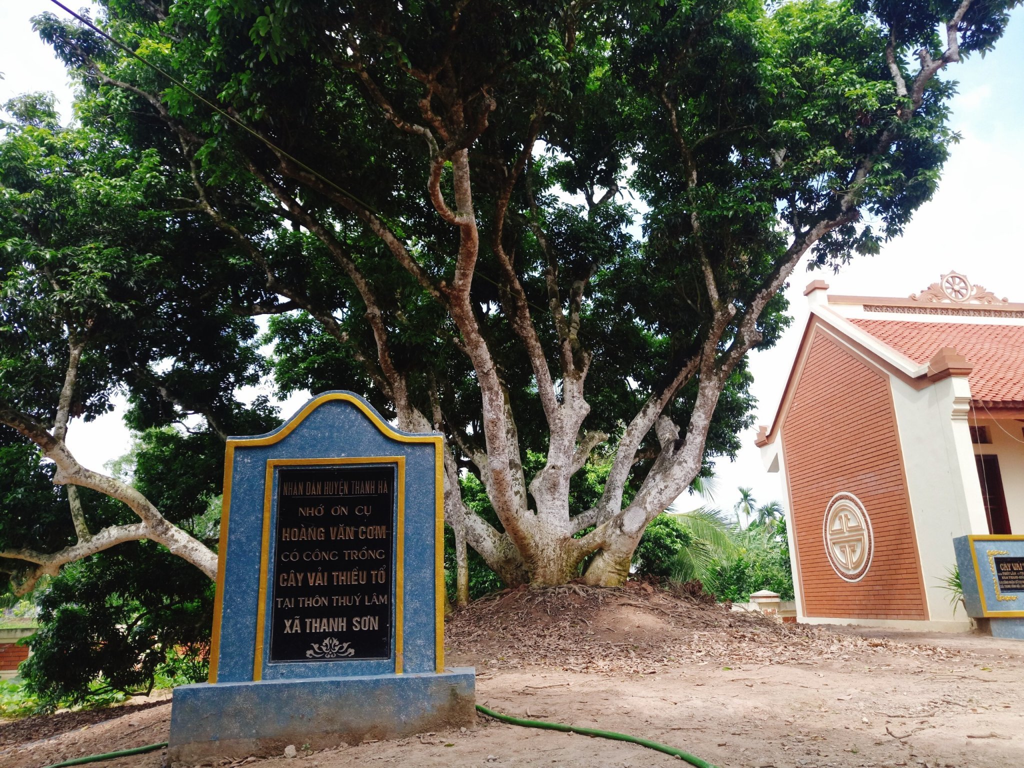 Gazing upon the ancient Hải Dương silk tree, Vietnam's longest-standing ...