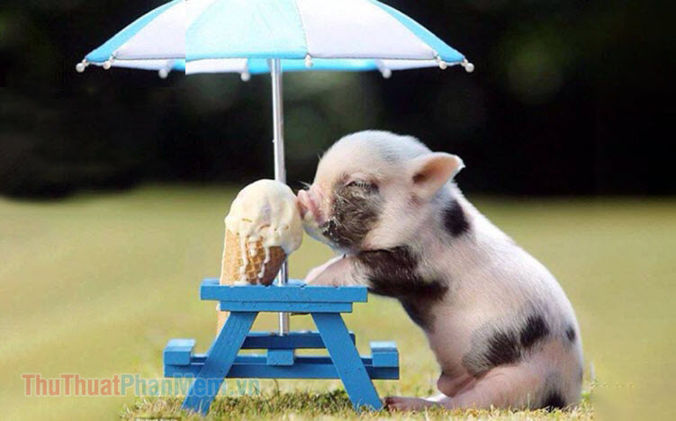 Adorable and charming images of cute pigs and piglets that will steal ...