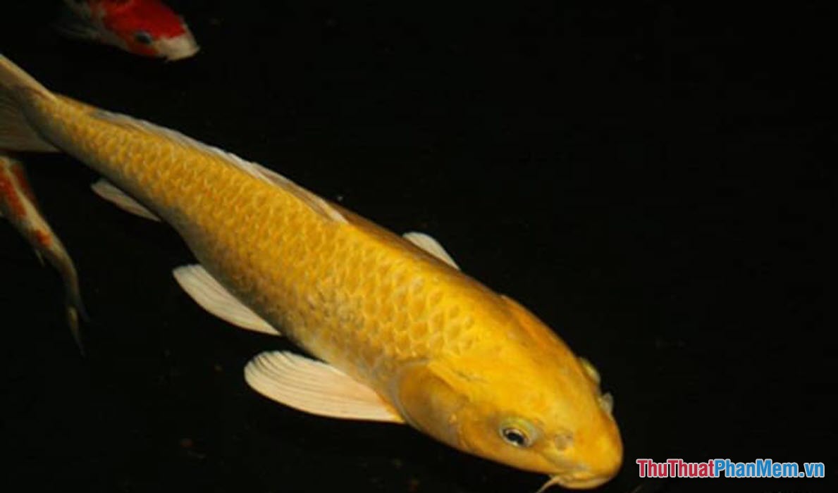 Dreaming of a koi fish, what does it signify? How many? Good or bad omen?