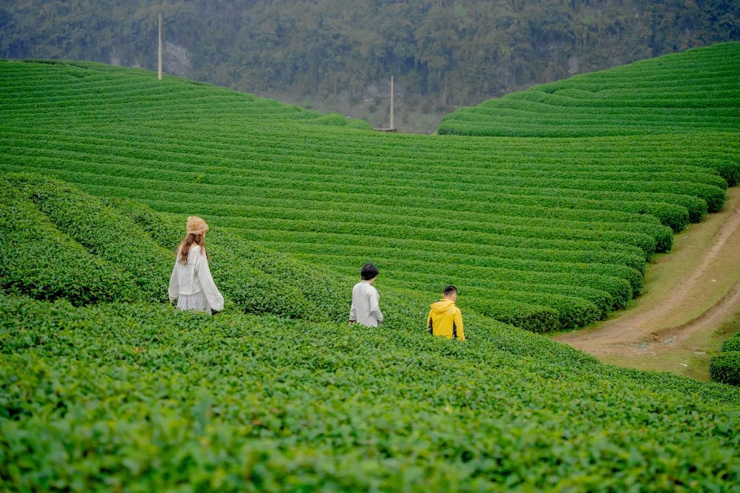 Moc Chau Tea Hills and the Beauty of Agricultural Labor - Mytour