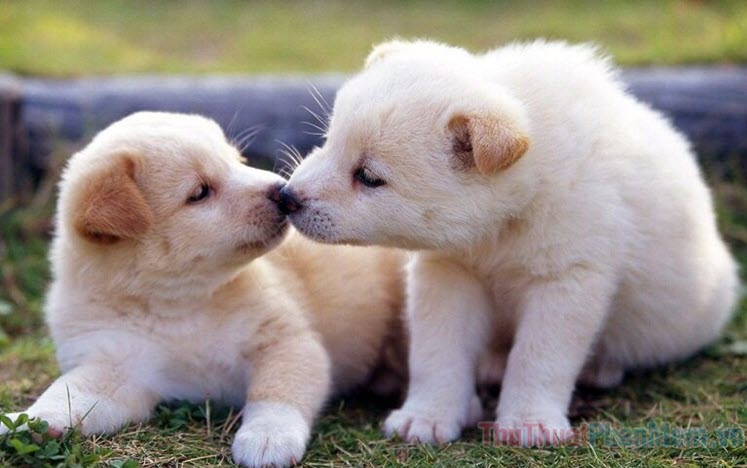 Dreaming of puppy offspring: What does it signify? What number? Good or ...