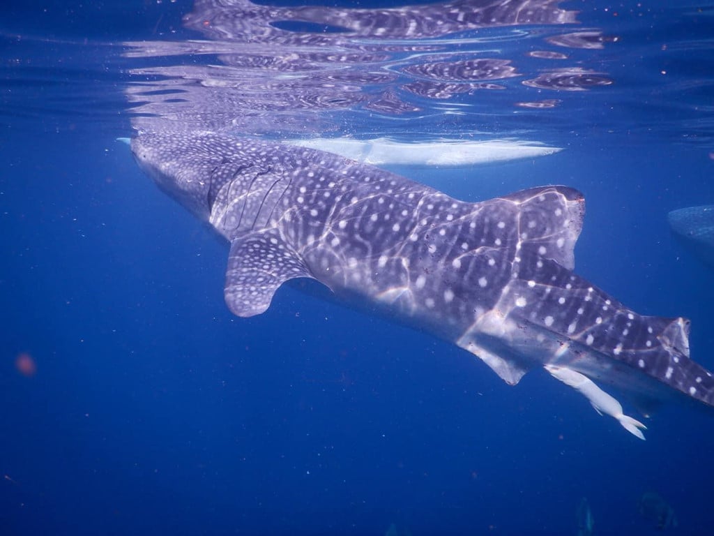 Bareback and Beneath the Waves: Witnessing a 5m-long Whale Shark on ...