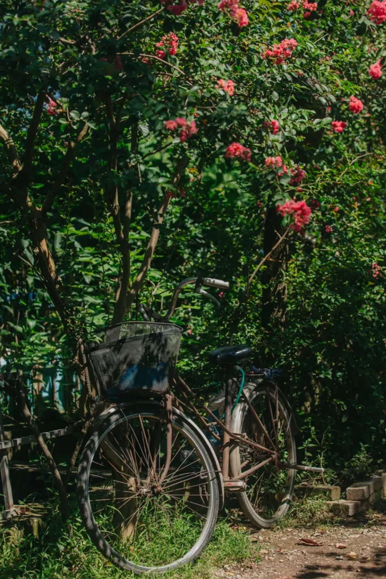 Enchanting Tường Vi Flower Street in Hanoi Captivates the Youth