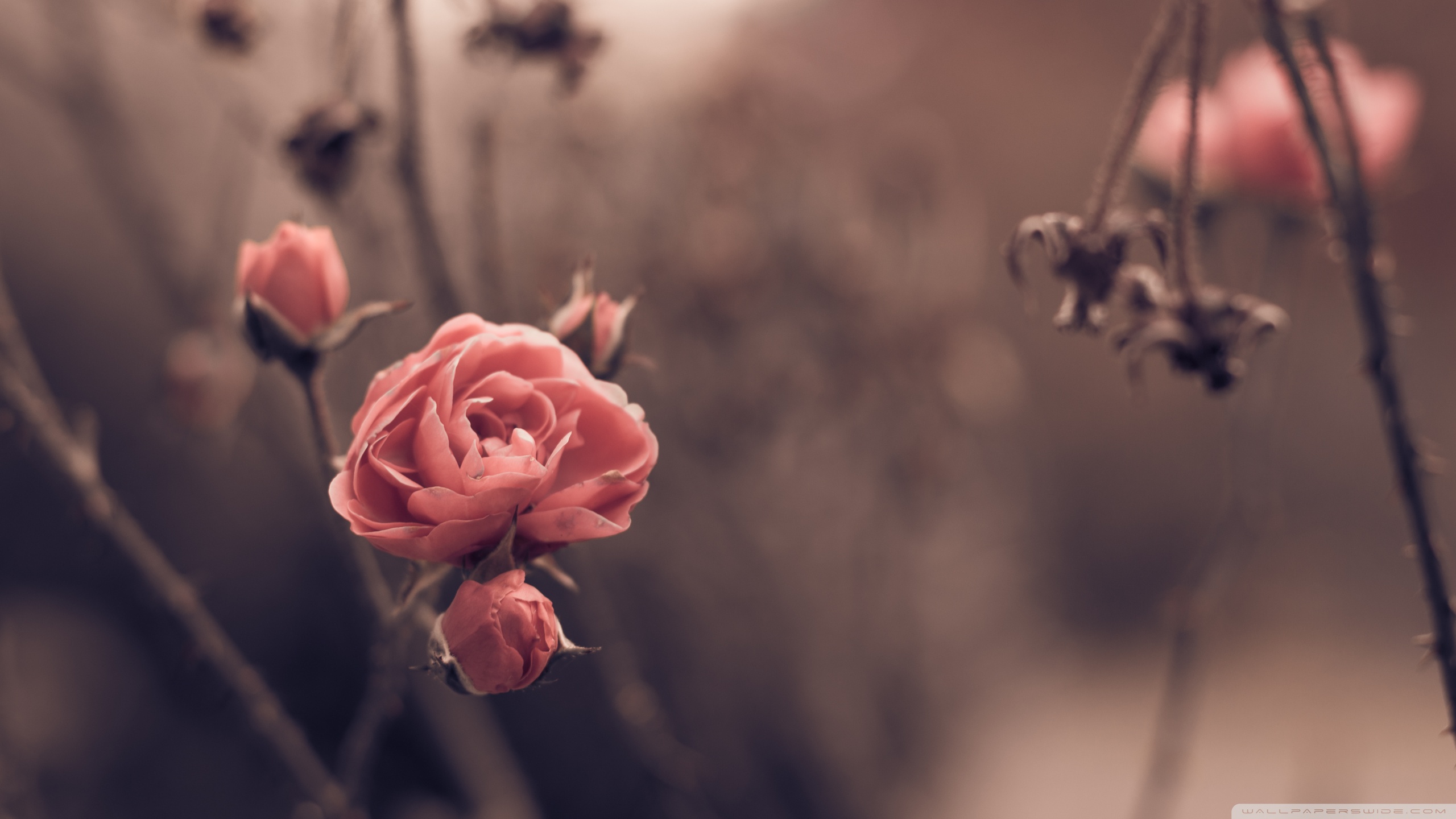 Compilation of 2560x1440 wallpapers, the most exquisite images