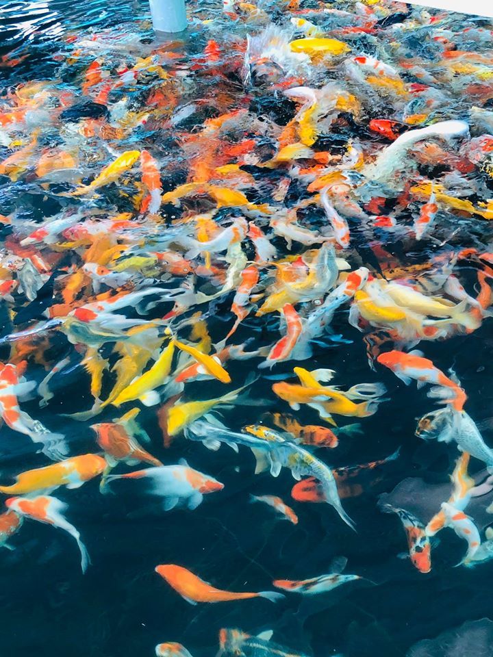 Discover the Top 6 Koi Cafés That Captivate Visitors in Can Tho - Mytour.vn
