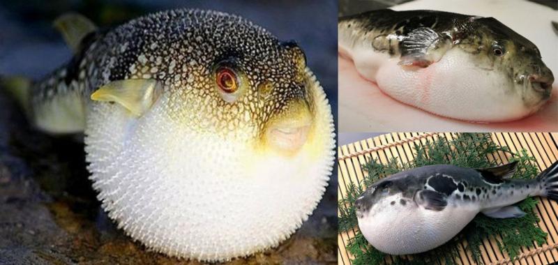 Top 12 Fascinating Facts about Pufferfish - Mytour.vn