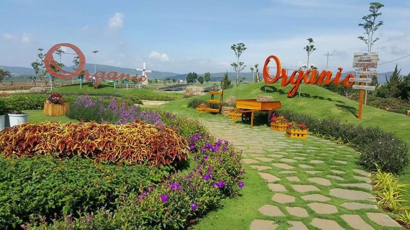 Discover the Top 7 Beautiful Farms in Dalat