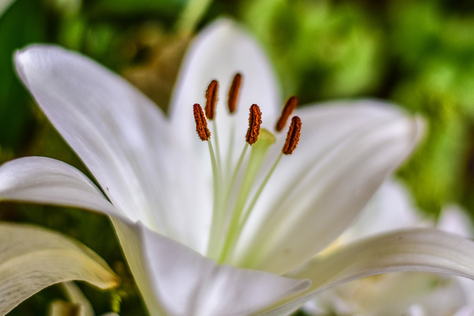 Captivating Images of the Most Beautiful White Lilies