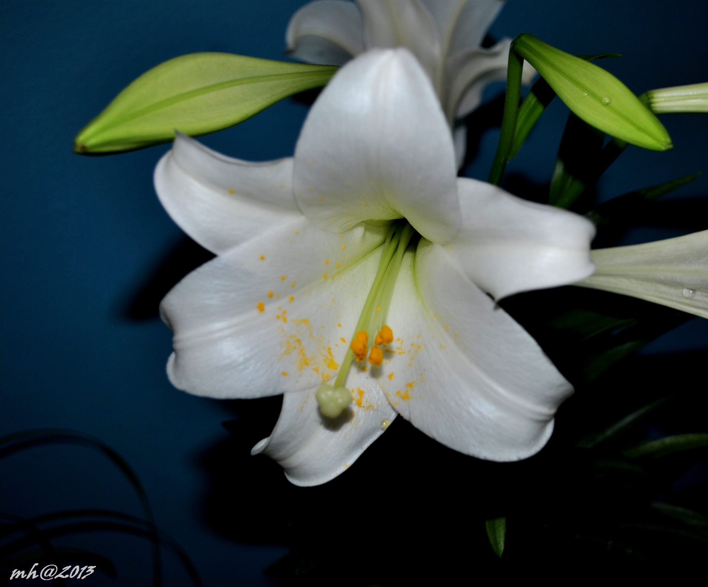 Captivating Images of the Most Beautiful White Lilies