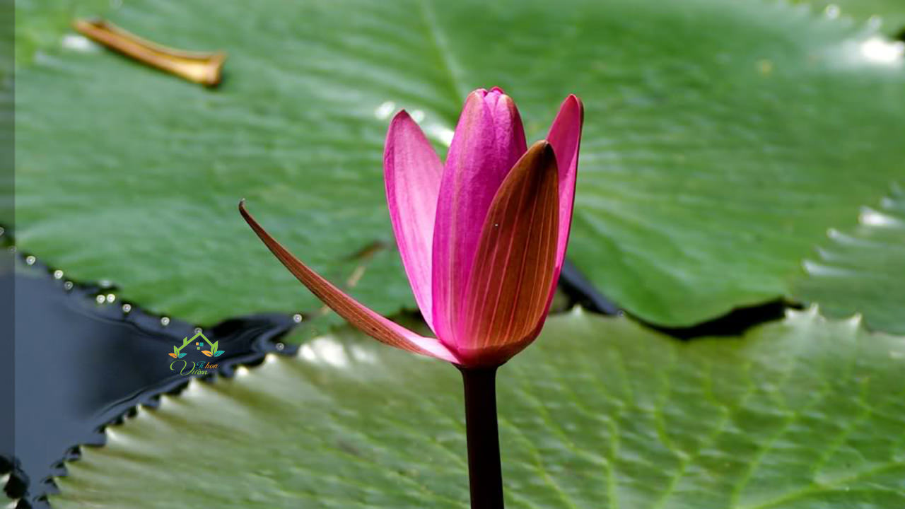 Gorgeous imagery of beautiful violet gun flowers