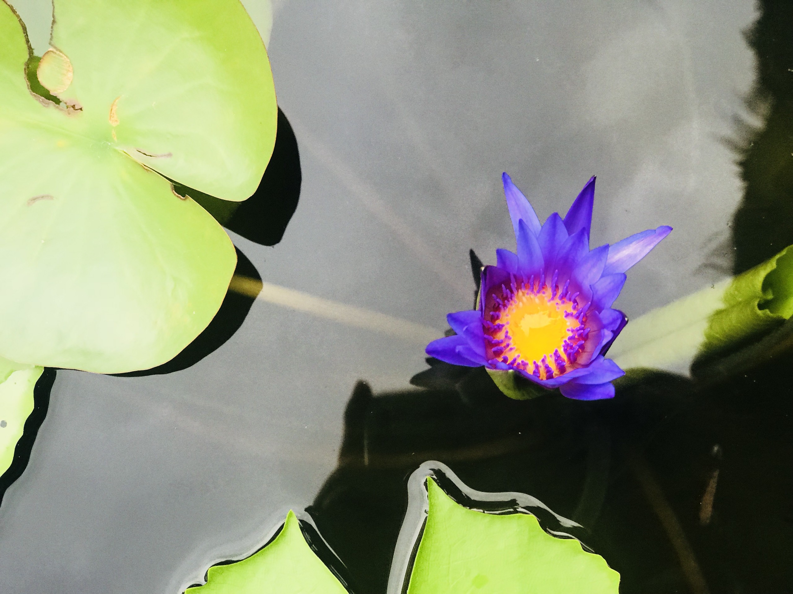 Gorgeous imagery of beautiful violet gun flowers