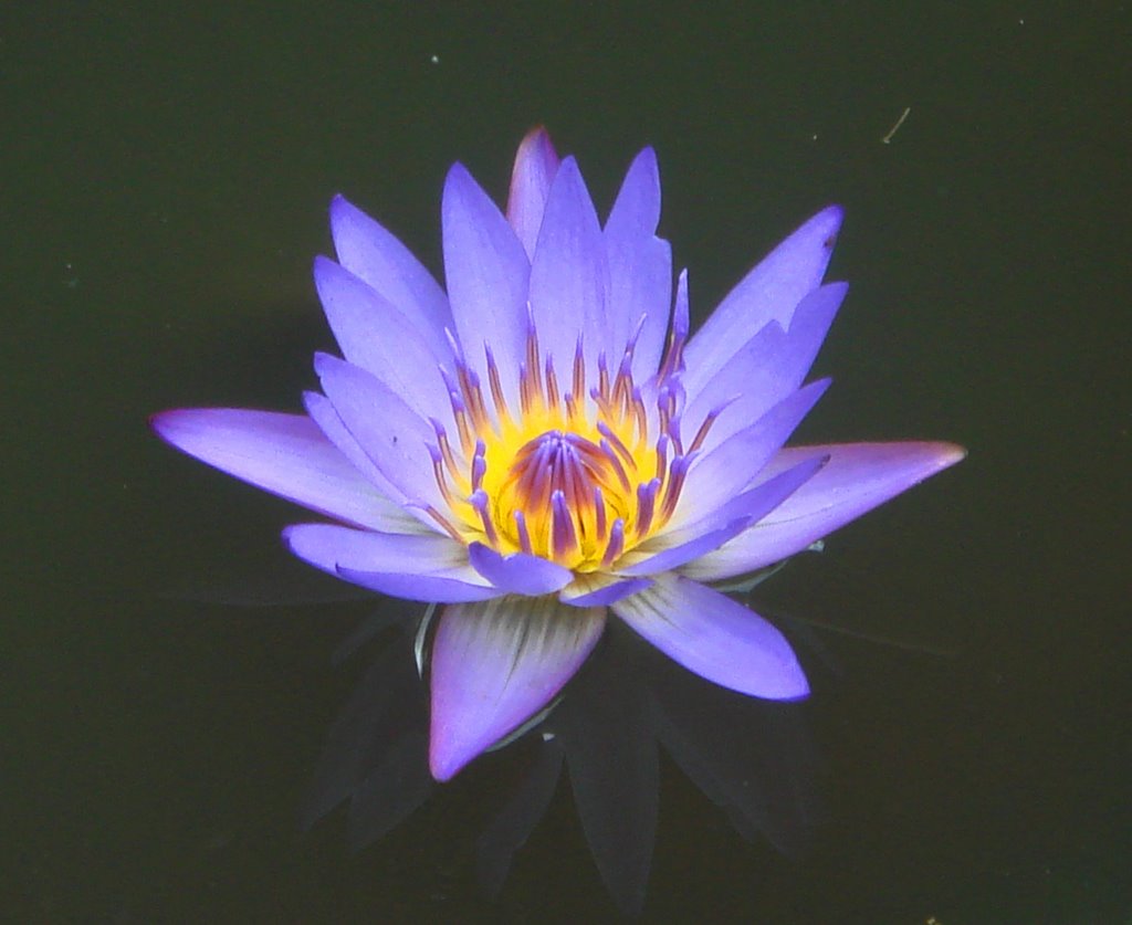 Gorgeous imagery of beautiful violet gun flowers