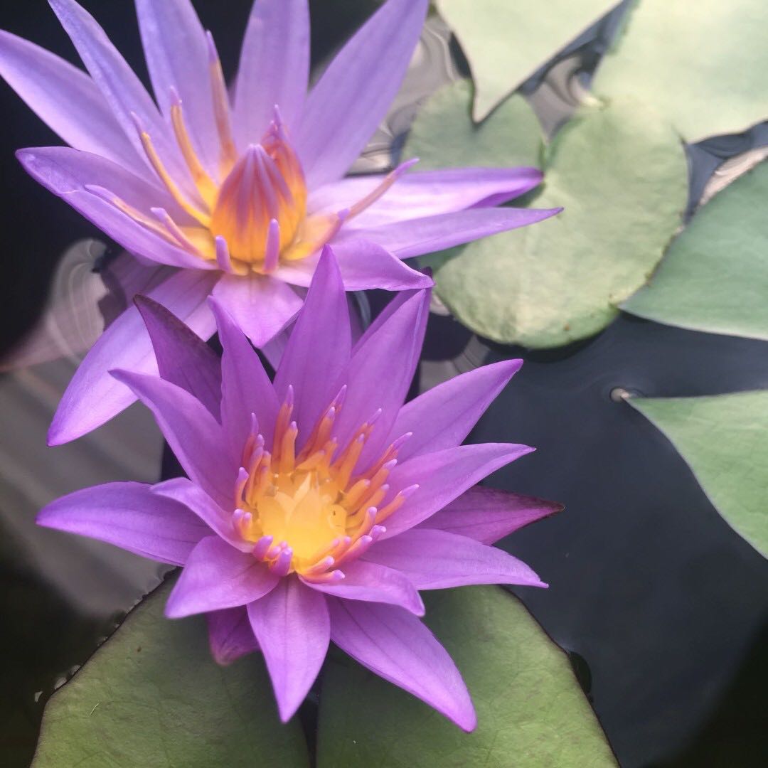 Gorgeous imagery of beautiful violet gun flowers