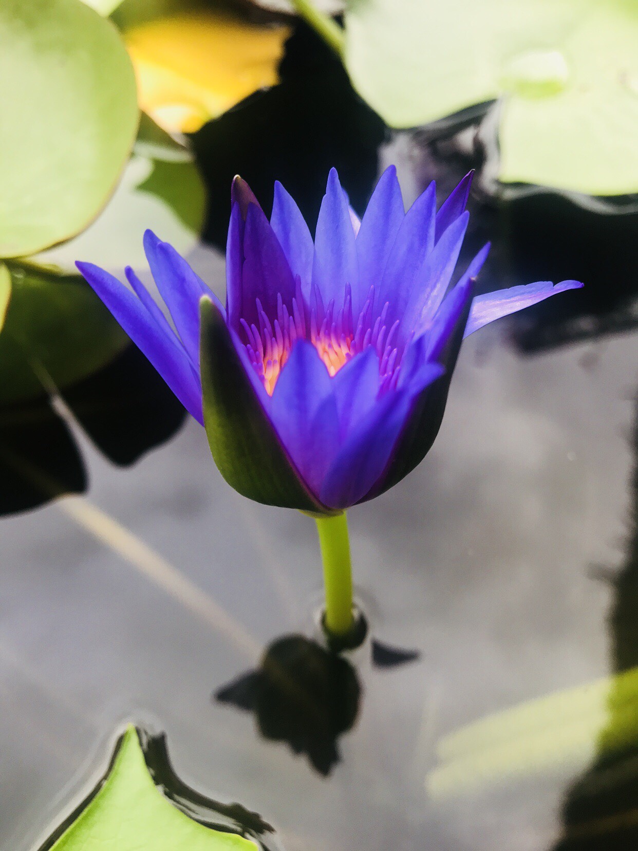 Gorgeous imagery of beautiful violet gun flowers