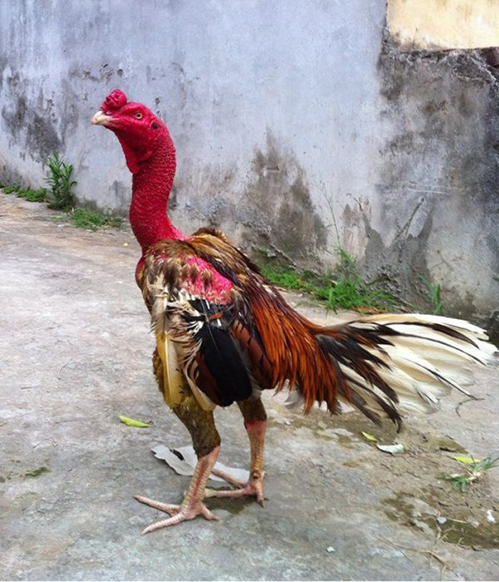 Stunning 3D Imagery of Fighting Roosters