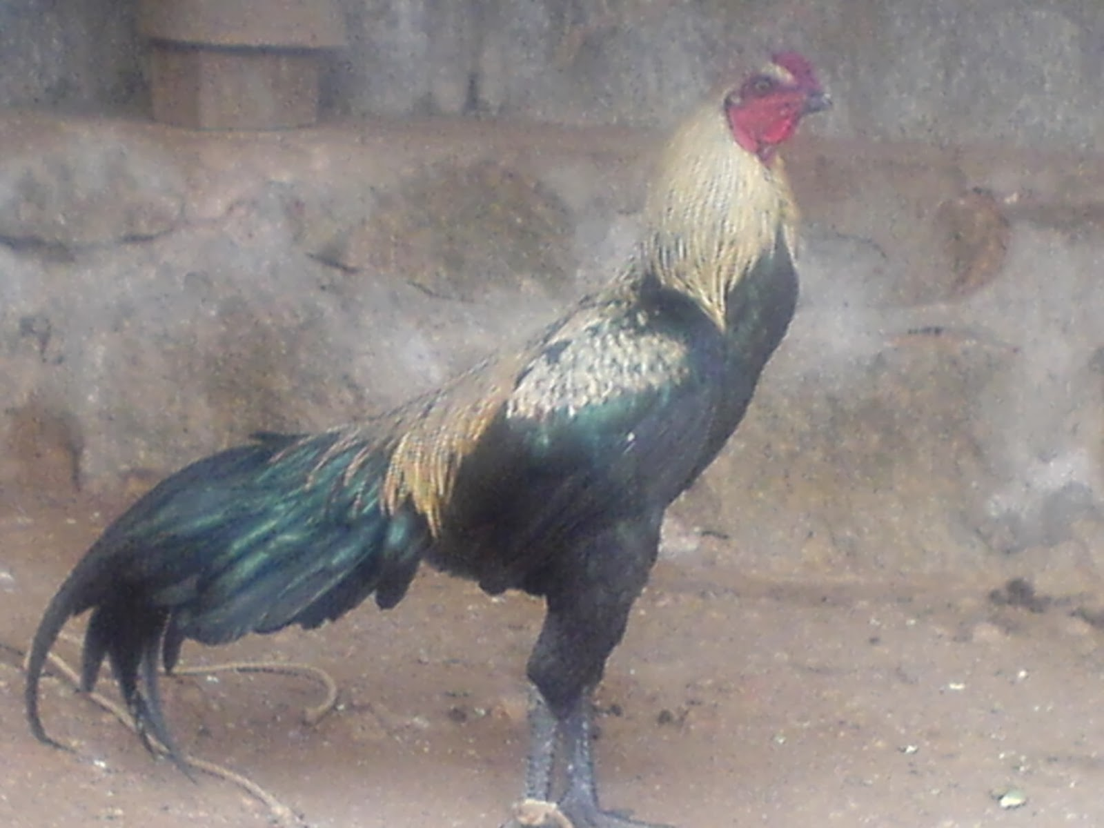 Stunning 3D Imagery of Fighting Roosters