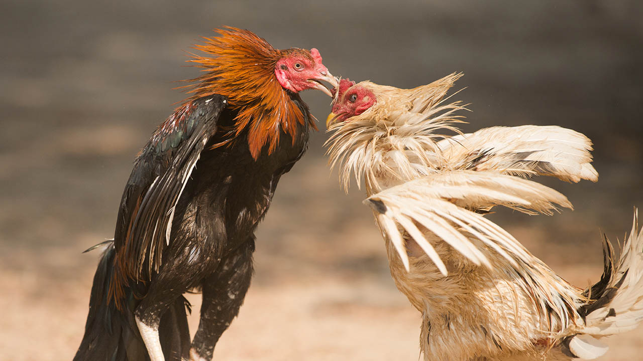 Stunning 3D Imagery of Fighting Roosters