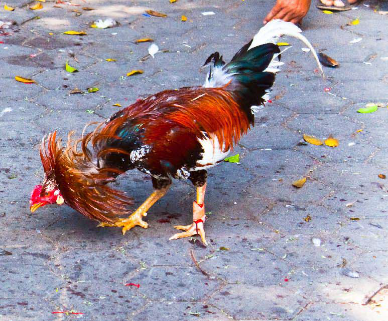 Stunning 3D Imagery of Fighting Roosters