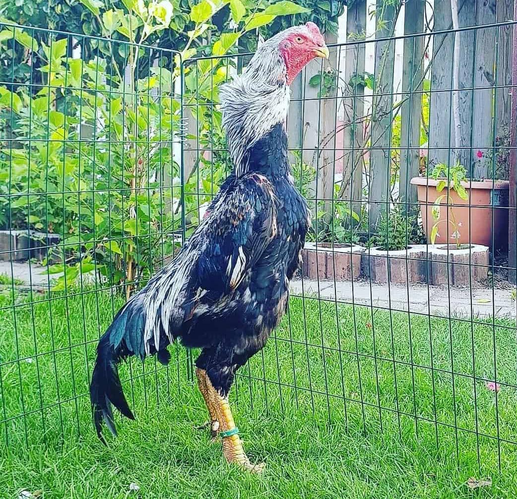 Stunning 3D Imagery of Fighting Roosters