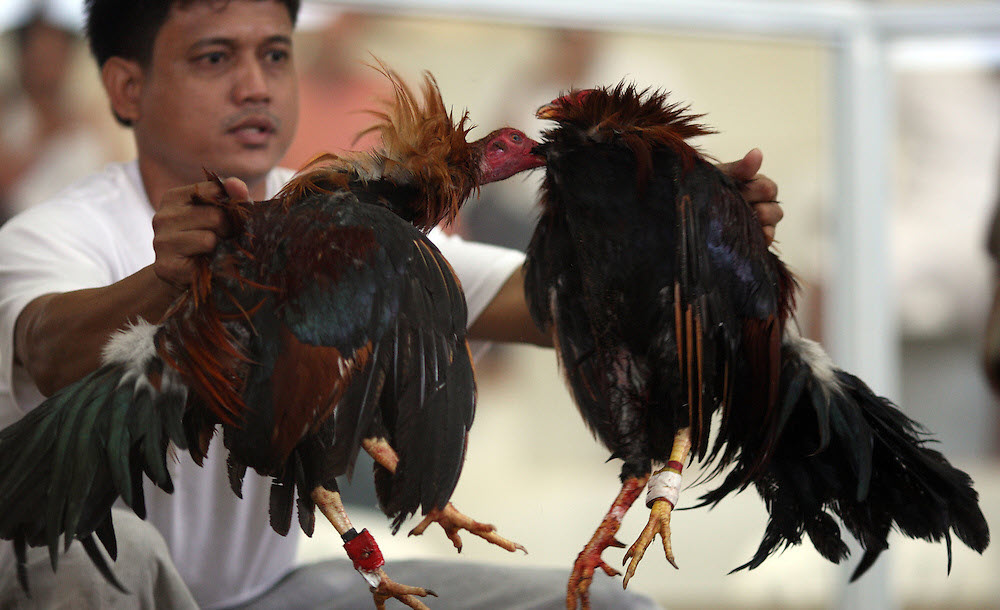 Stunning 3D Imagery of Fighting Roosters