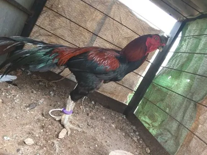 Stunning 3D Imagery of Fighting Roosters