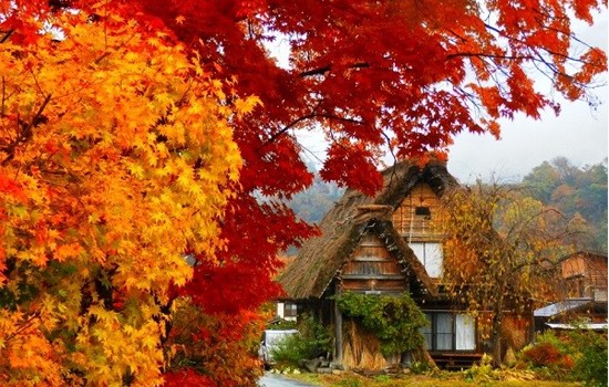 Wandering Through the Enchanting Red Maple Forest in Kyoto, Japan - Mytour