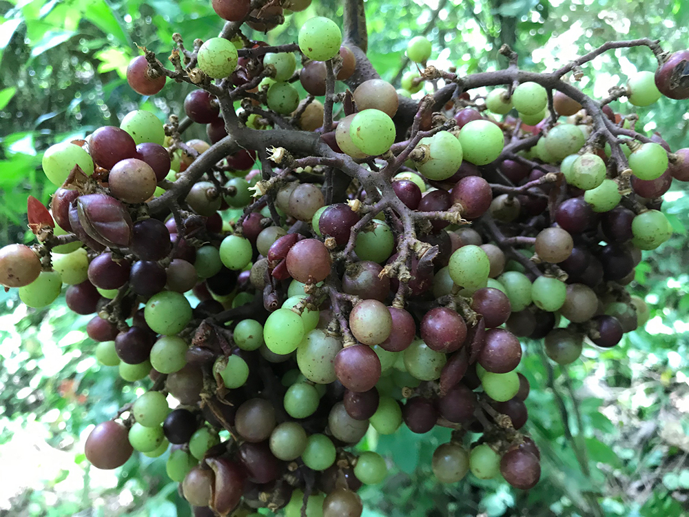 Exploring the Unique Forest Grapes of the Seven Mountains in An Giang - Mytour
