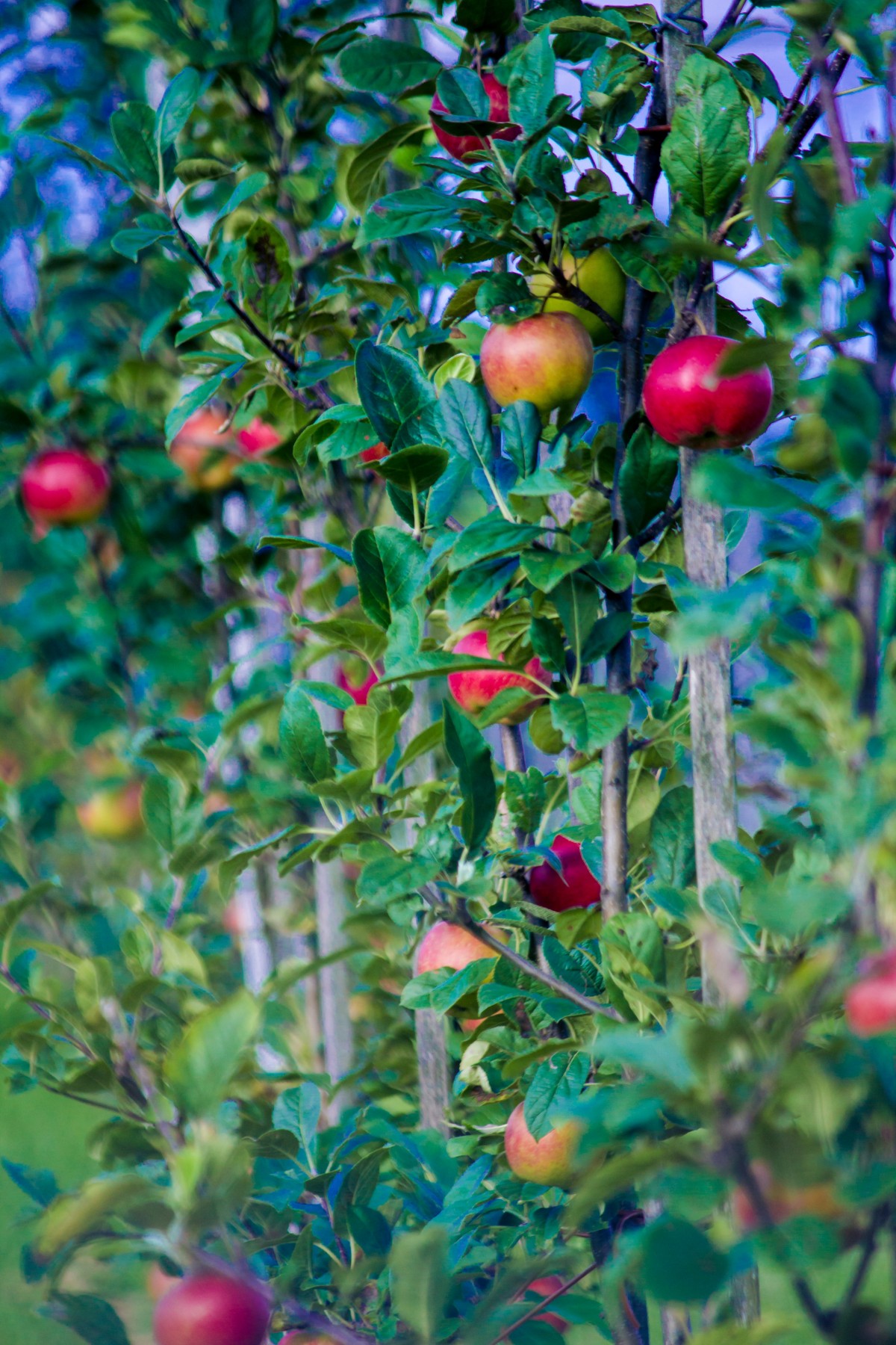 Stunning Images of the Most Beautiful Apple Trees