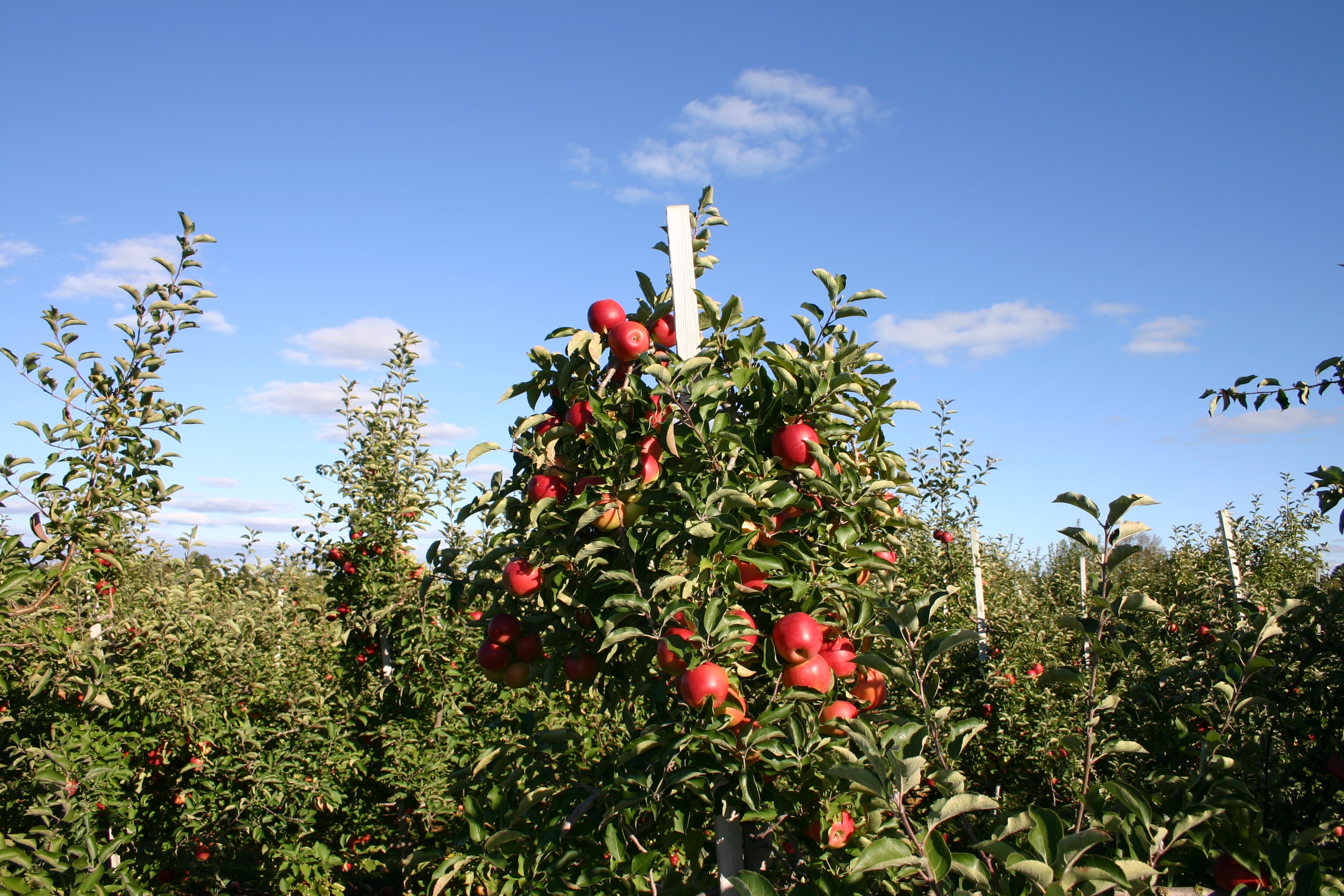 Stunning Images of the Most Beautiful Apple Trees