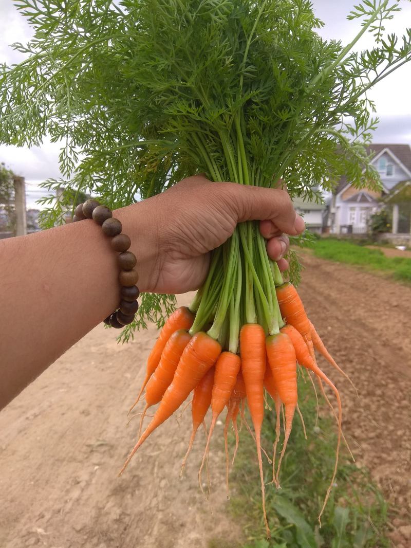 Top 12 Health Benefits of Carrots - Mytour.vn