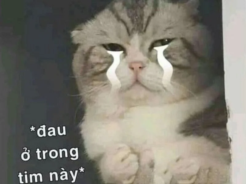 Discover the Most Entertaining and Heartwarming Cat Cry Memes