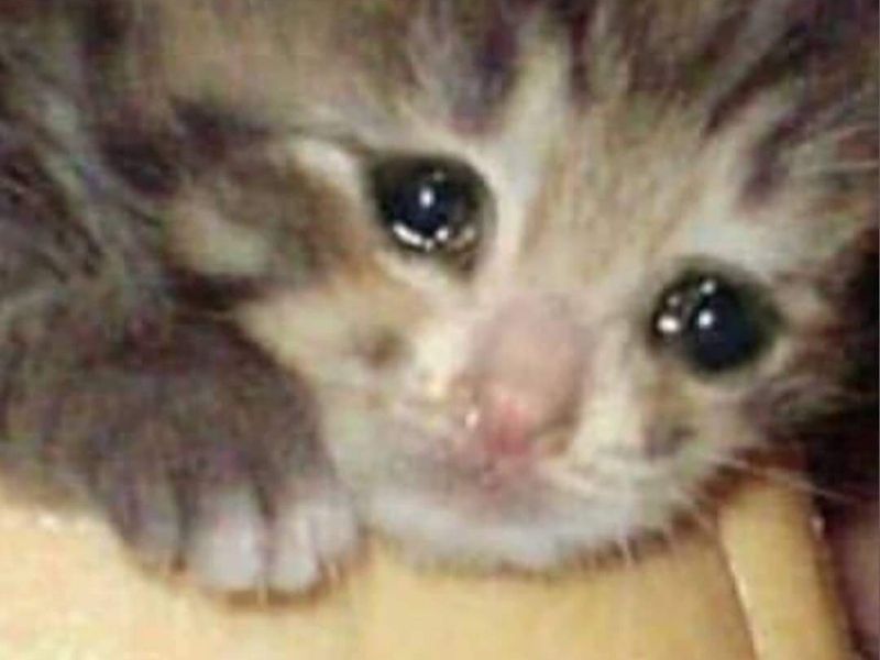 Discover the Most Entertaining and Heartwarming Cat Cry Memes