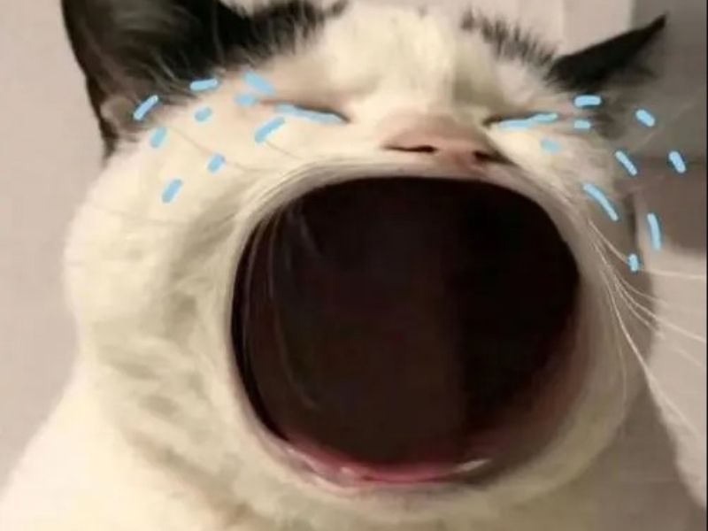Discover the Most Entertaining and Heartwarming Cat Cry Memes