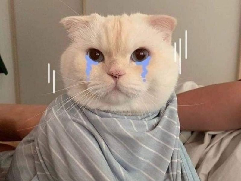 Discover the Most Entertaining and Heartwarming Cat Cry Memes