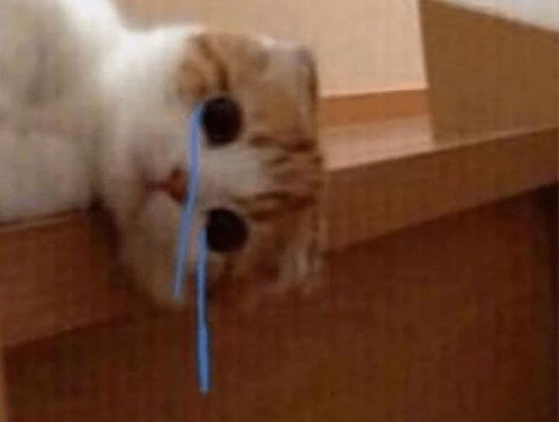 Discover the Most Entertaining and Heartwarming Cat Cry Memes
