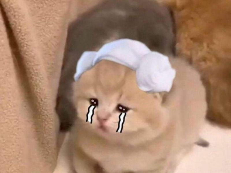 Discover the Most Entertaining and Heartwarming Cat Cry Memes