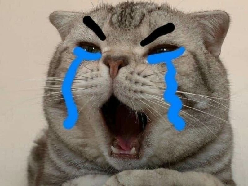 Discover the Most Entertaining and Heartwarming Cat Cry Memes