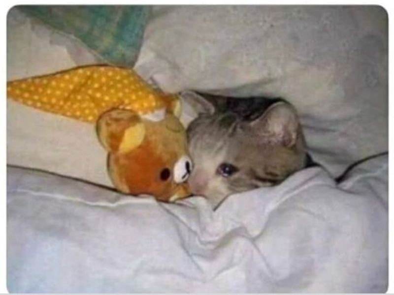 Discover the Most Entertaining and Heartwarming Cat Cry Memes