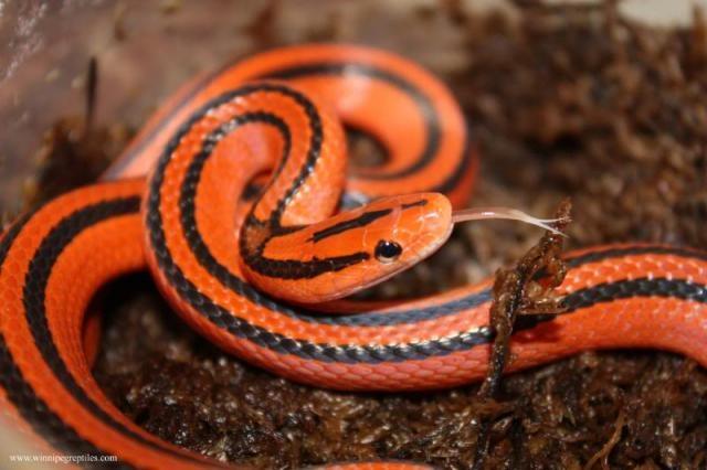 Top 10 Most Beautiful Snakes in the World You Might Want to Know ...