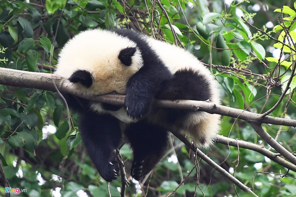 Explore the Famous Panda Conservation Park in Tứ Xuyên, China - Mytour